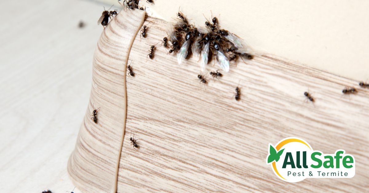 How to Prevent Ants from Spreading in Your Home
